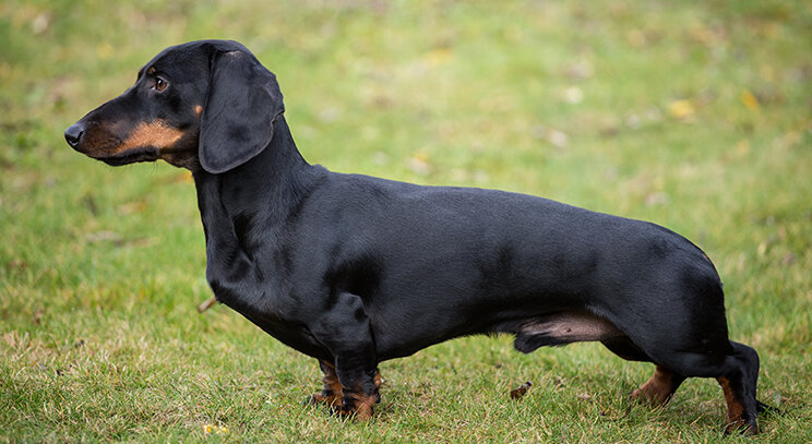 Jamnik krótkowłosy - wszystkie informacje i opis rasy